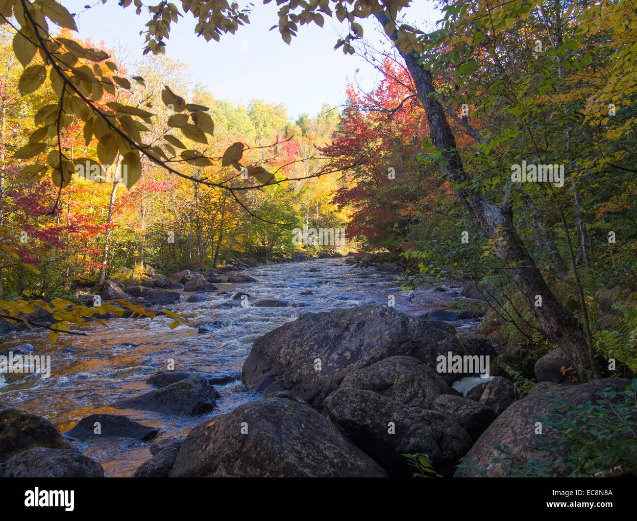 Woods, river, trees in Fall Stock Photo - Alamy