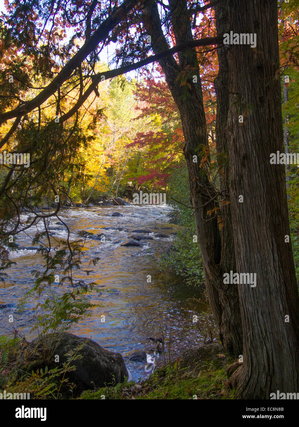 Woods, river, trees in Fall Stock Photo - Alamy