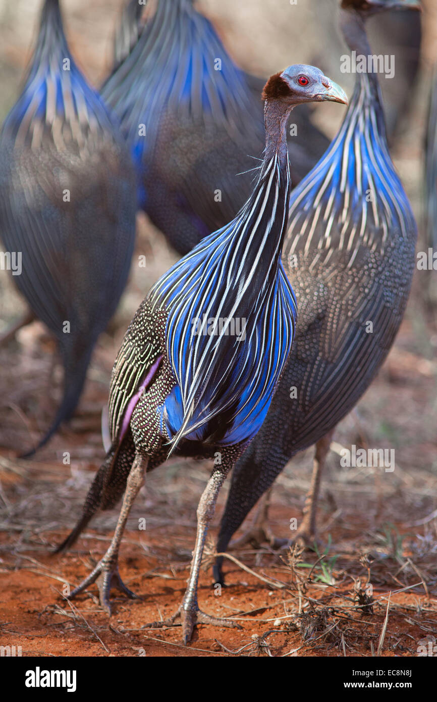 Guinea fowl flock hi-res stock photography and images - Alamy