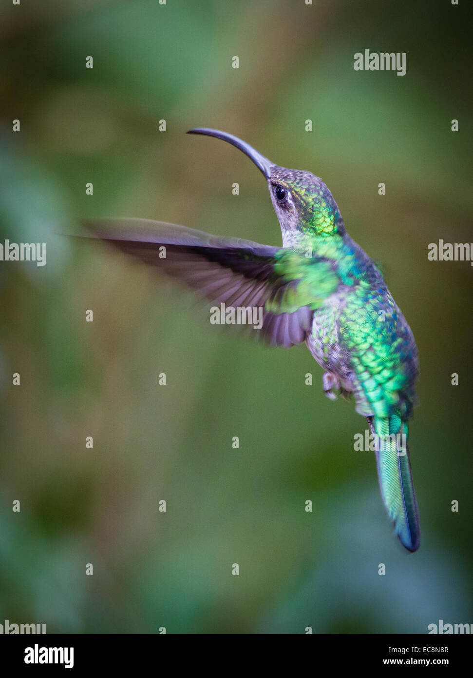 Green Hermit Hummingbird - Phaethornis guy - in flight at Monteverde ...