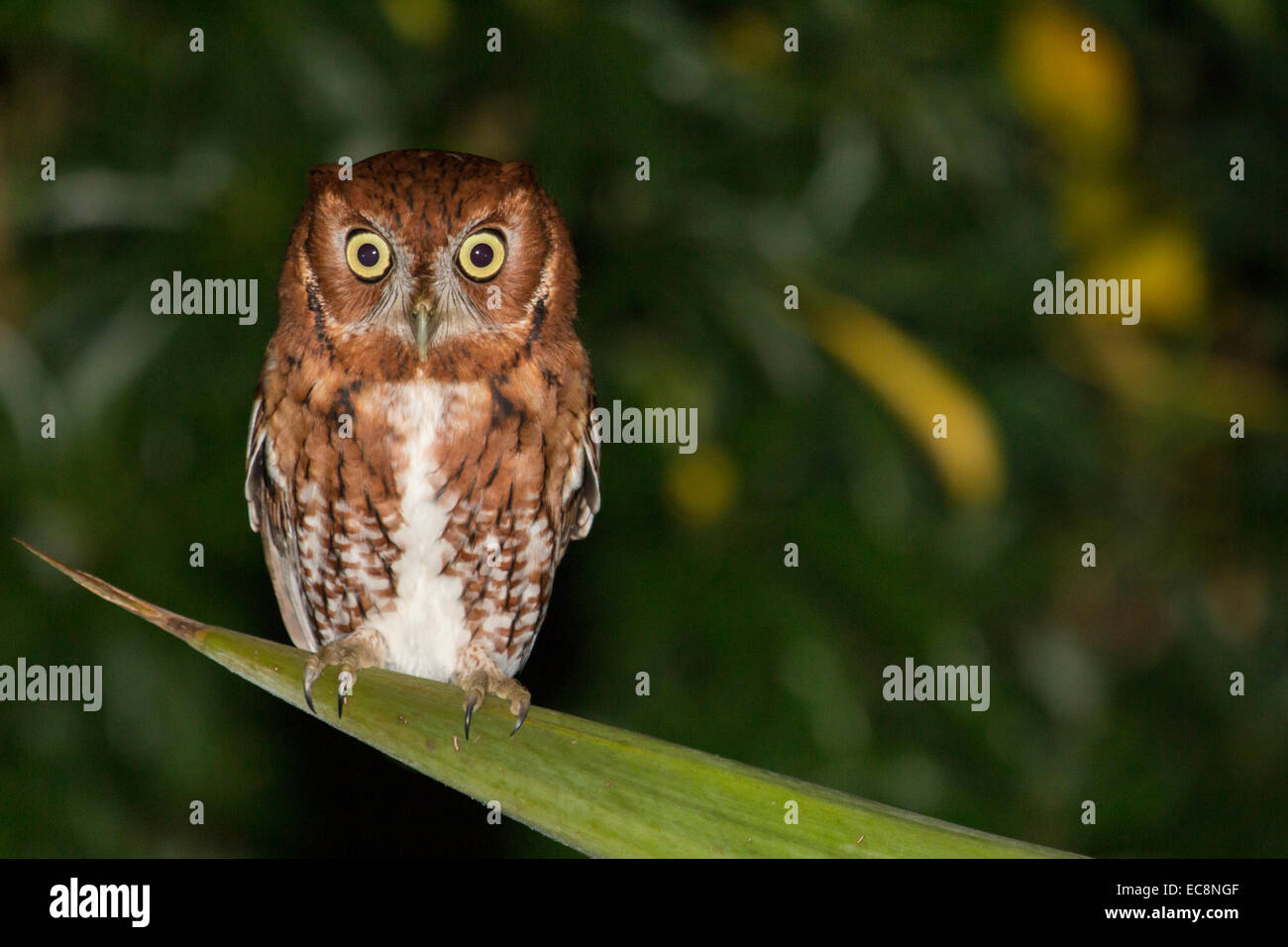 Eastern screech owl eating hi-res stock photography and images - Alamy