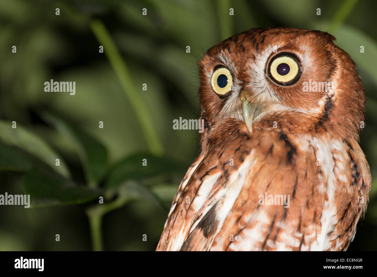 Eastern screech owl eating hi-res stock photography and images - Alamy