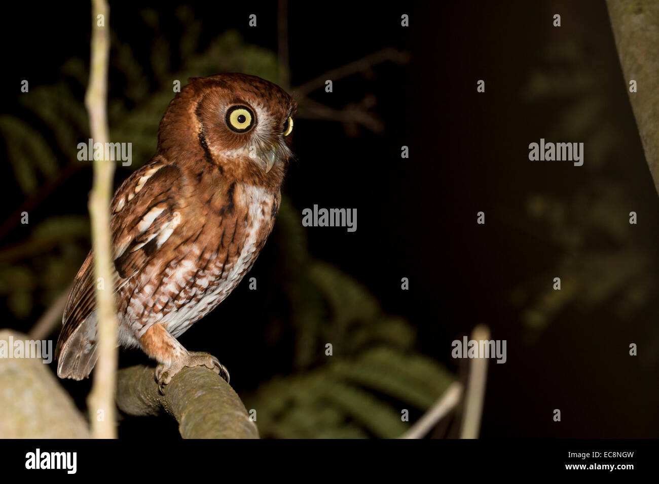 Red phase eastern screech owl - Megascops asio Stock Photo - Alamy