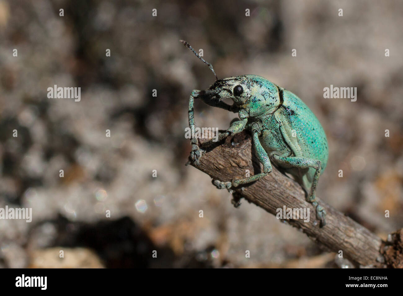Blue-green citrus weevil Stock Photo - Alamy
