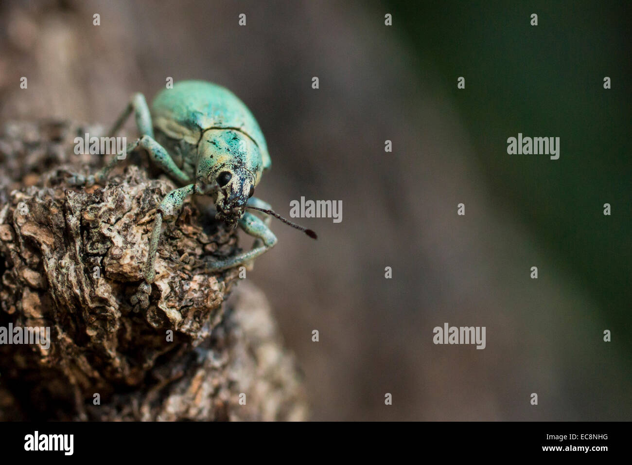 Florida weevil hi-res stock photography and images - Alamy