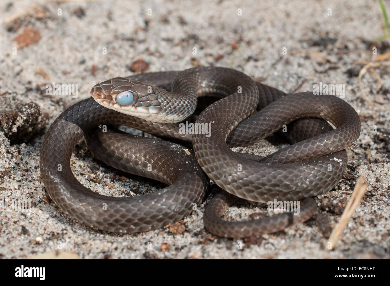 Southern black racer near shedding - Coluber constrictor priapus Stock ...