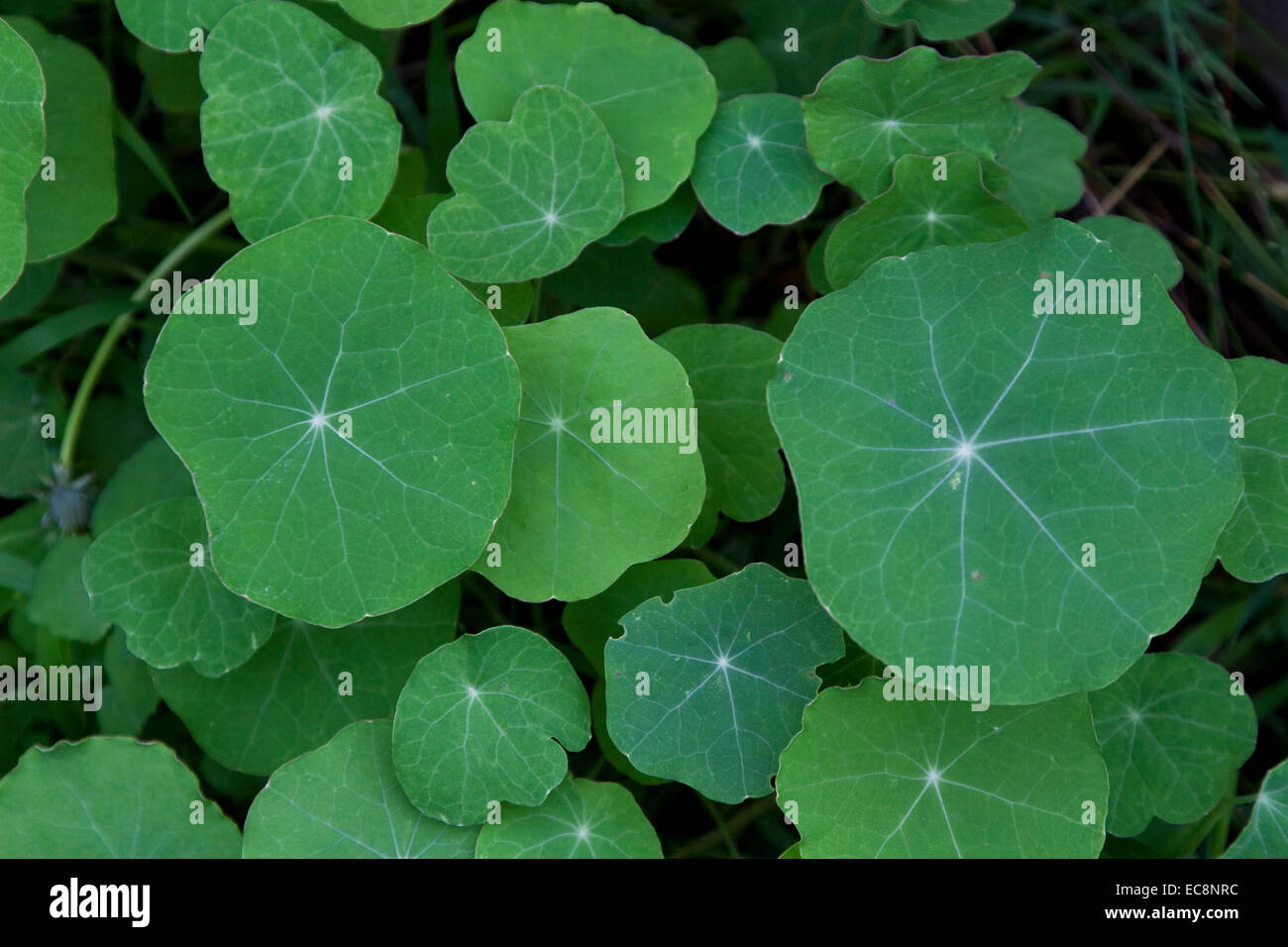 Green nasturtium leaves hi-res stock photography and images - Alamy