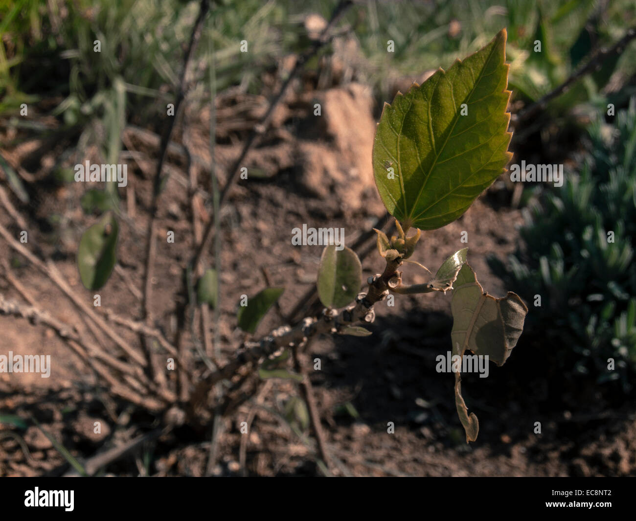 dry plant leave Stock Photo - Alamy