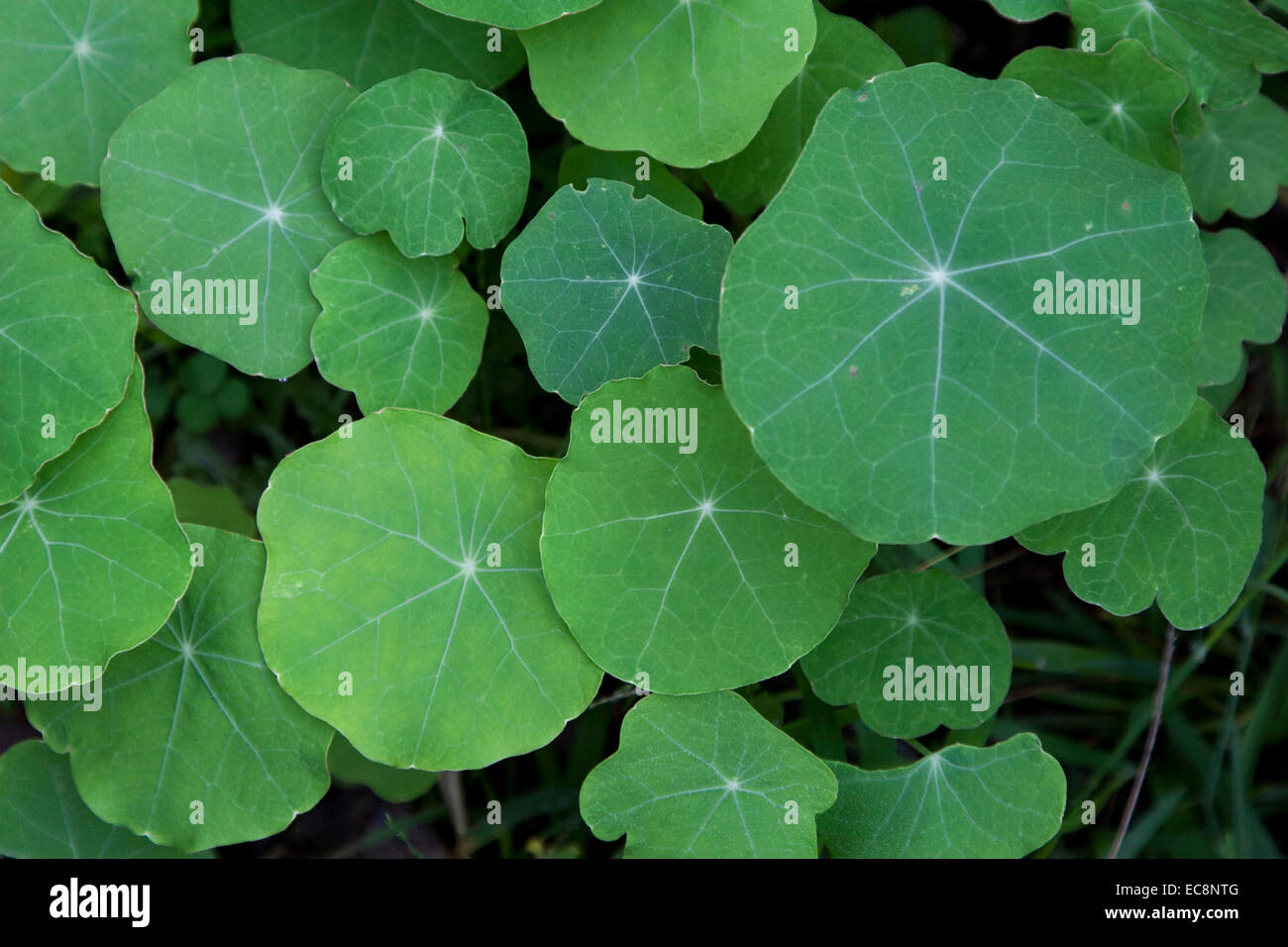 Green nasturtium leaves hi-res stock photography and images - Alamy