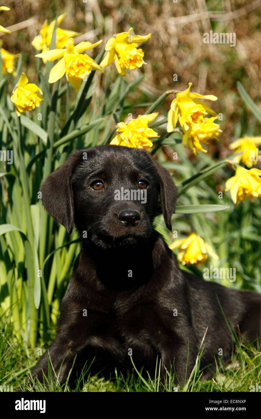 Portrait picture of a gorgeous cute Labrador puppy sat among the ...