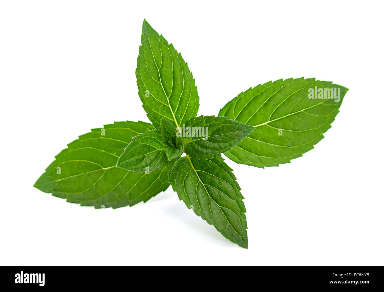 Peppermint closeup leaf isolated on white background Stock Photo - Alamy