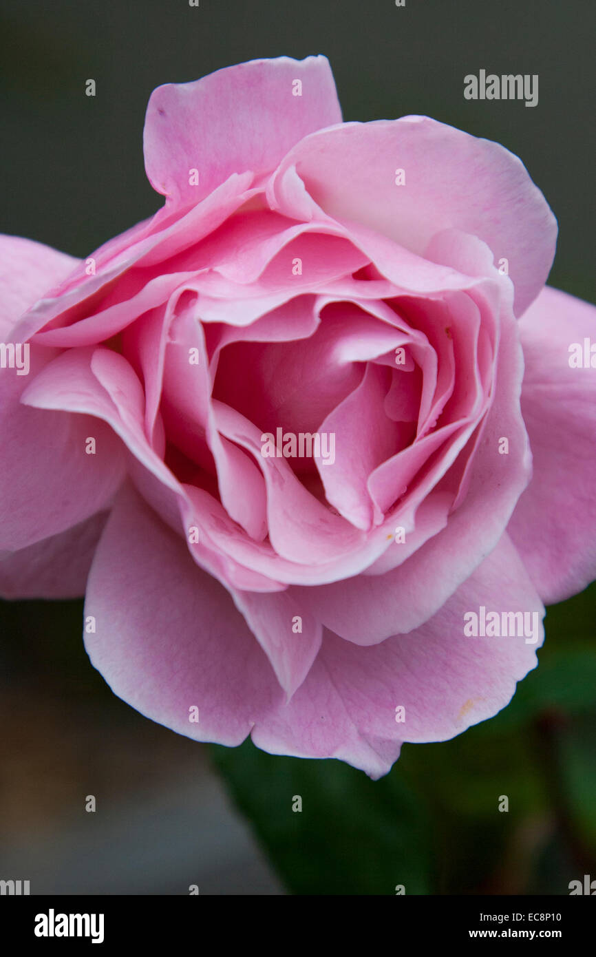 Pink rose growing in the garden in Berkeley, California Stock Photo - Alamy
