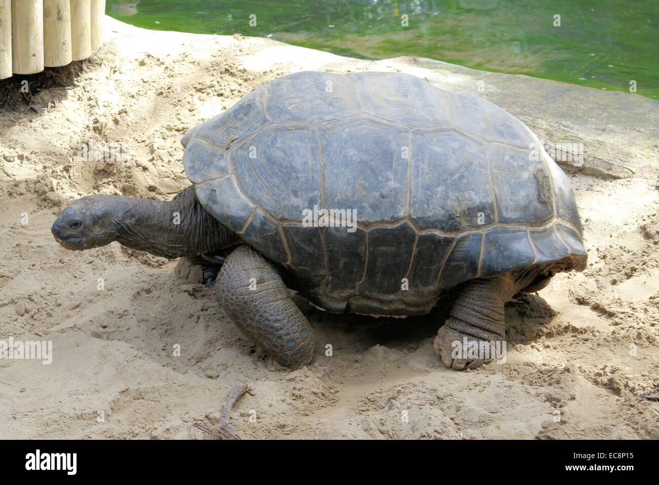 Big turtle hi-res stock photography and images - Alamy