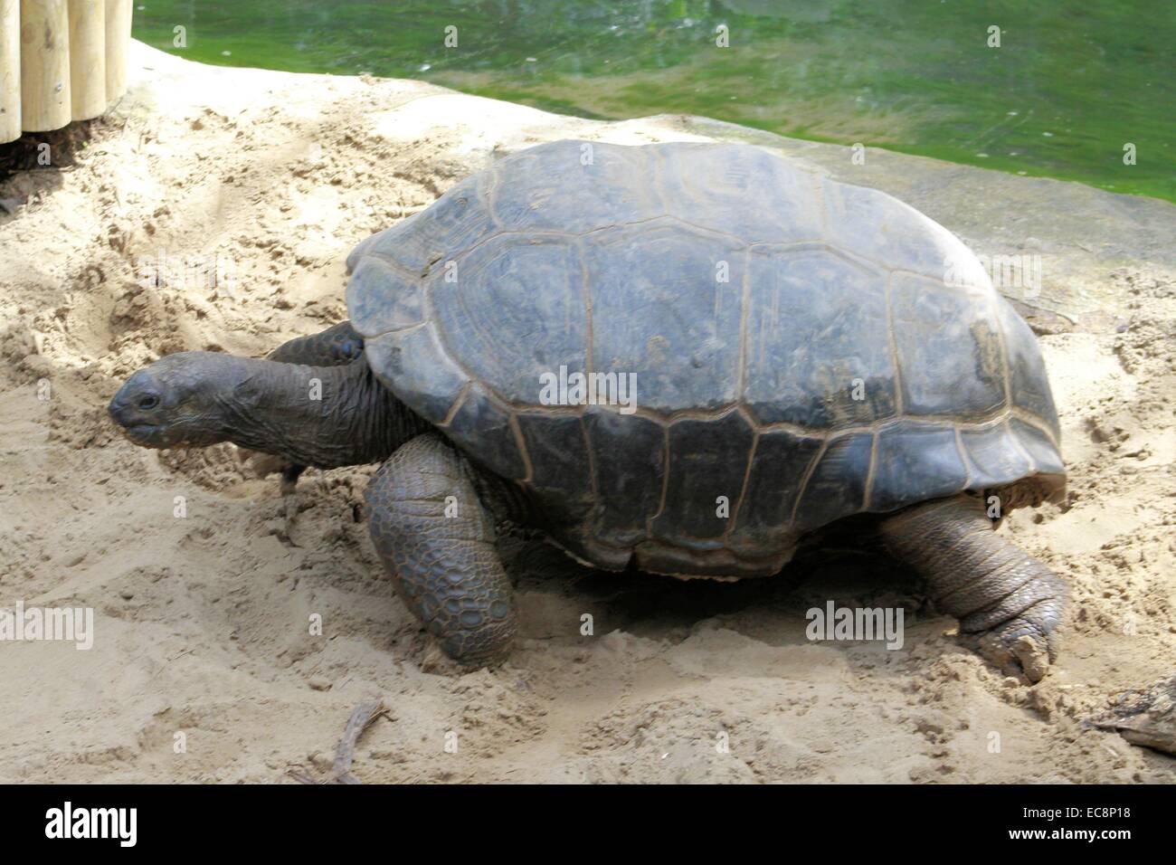 Giant turtle hi-res stock photography and images - Alamy