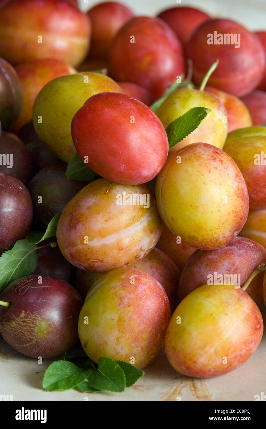Selection of plums on traditional old kitchen scales hi-res stock ...