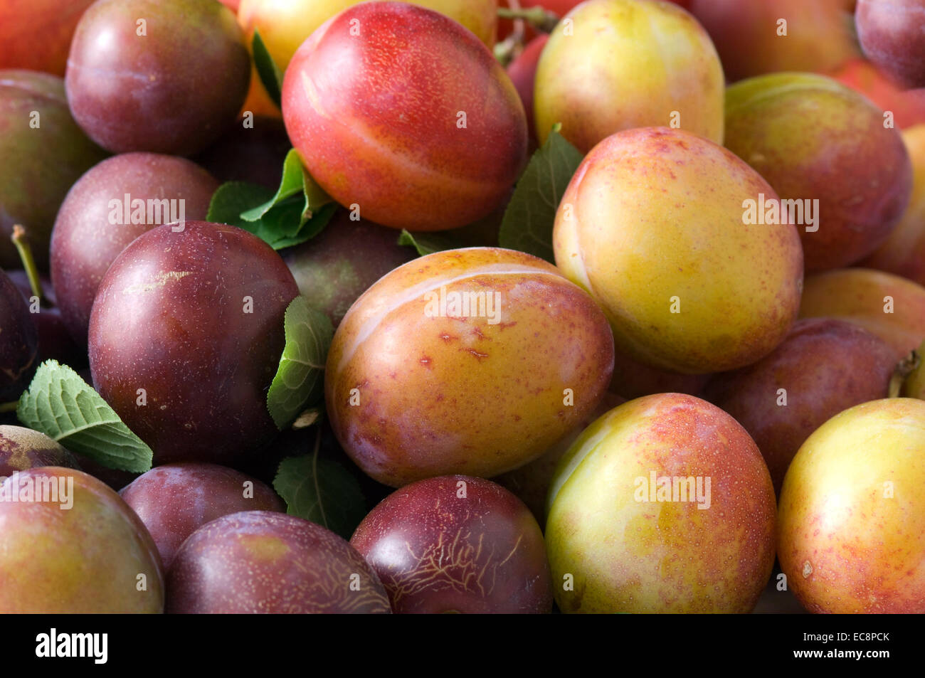 Selection of plums on traditional old kitchen scales hi-res stock ...
