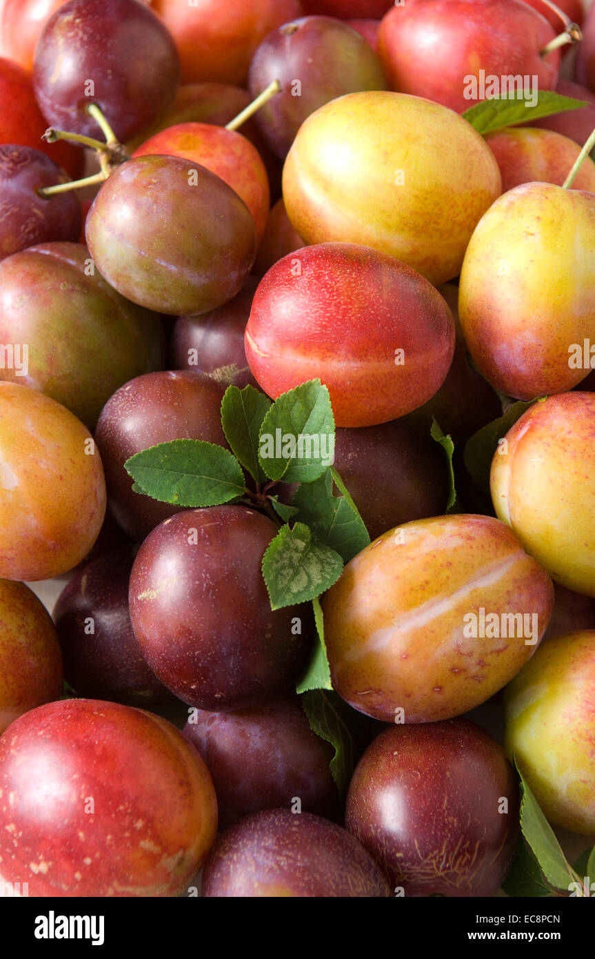 Selection of plums on traditional old kitchen scales hi-res stock ...