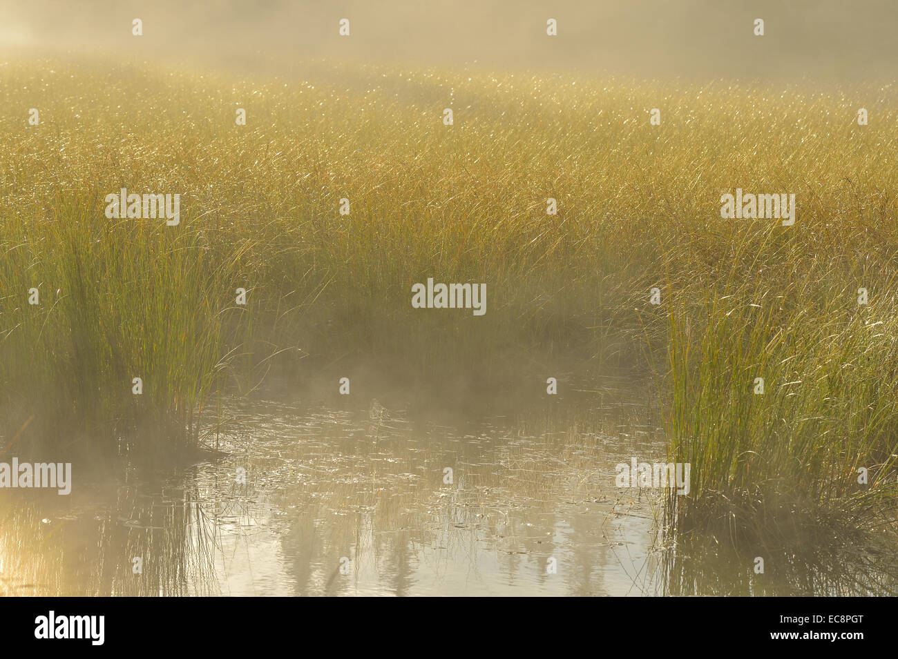 Tall marsh grasses turning the colors of fall under a misty morning ...