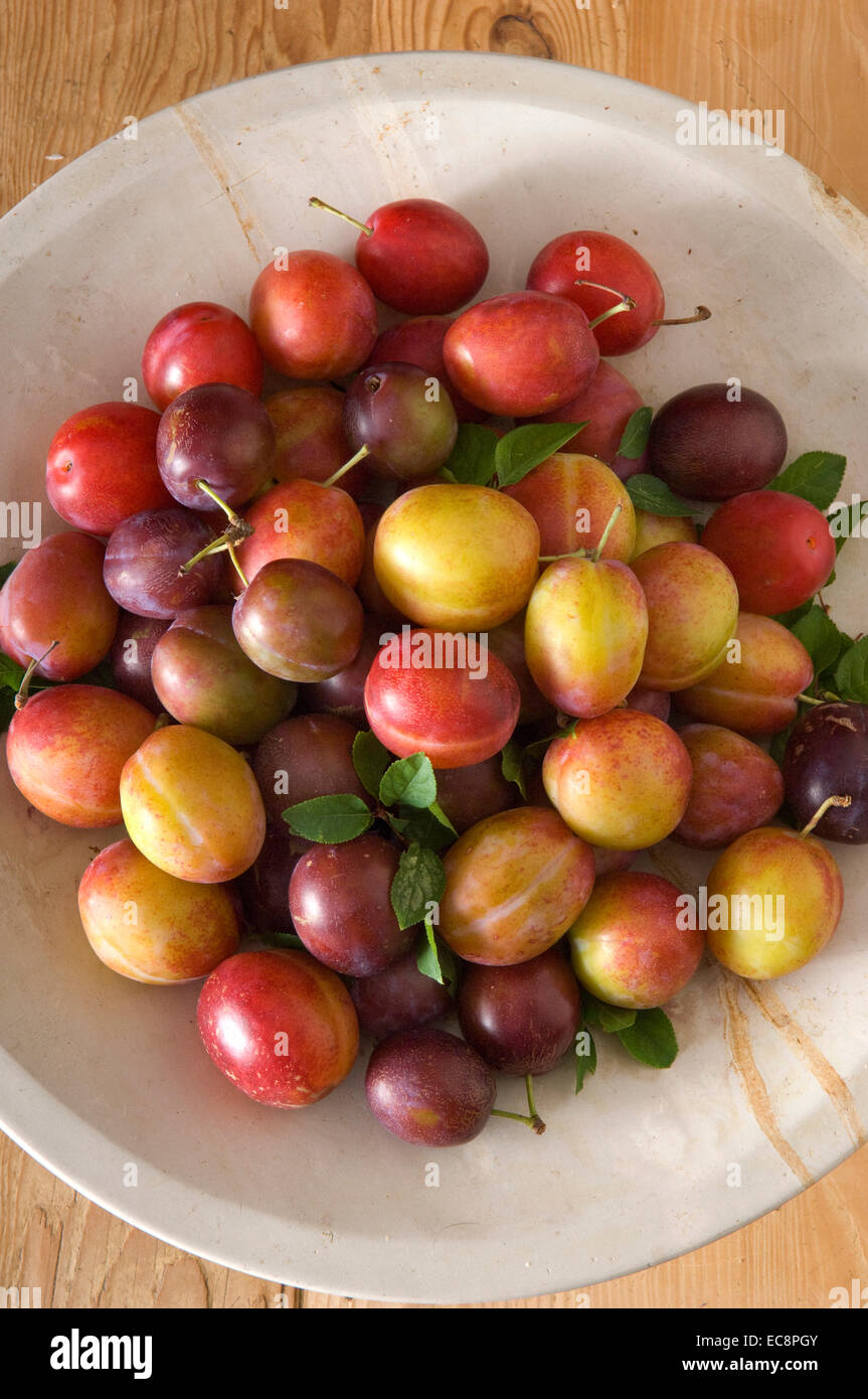 Selection of plums on traditional old kitchen scales hi-res stock ...