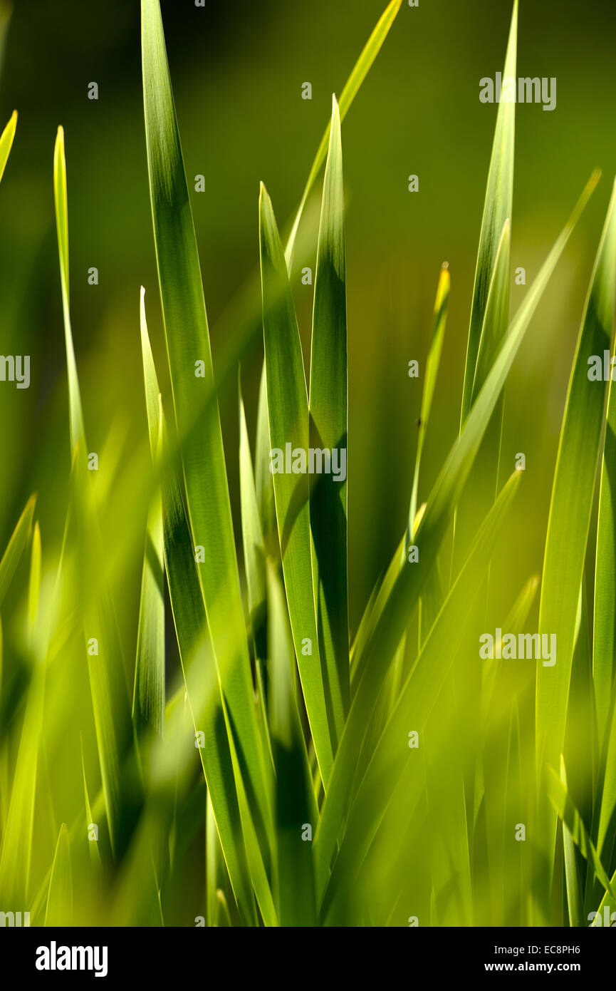 Marsh reeds growing wild Stock Photo - Alamy