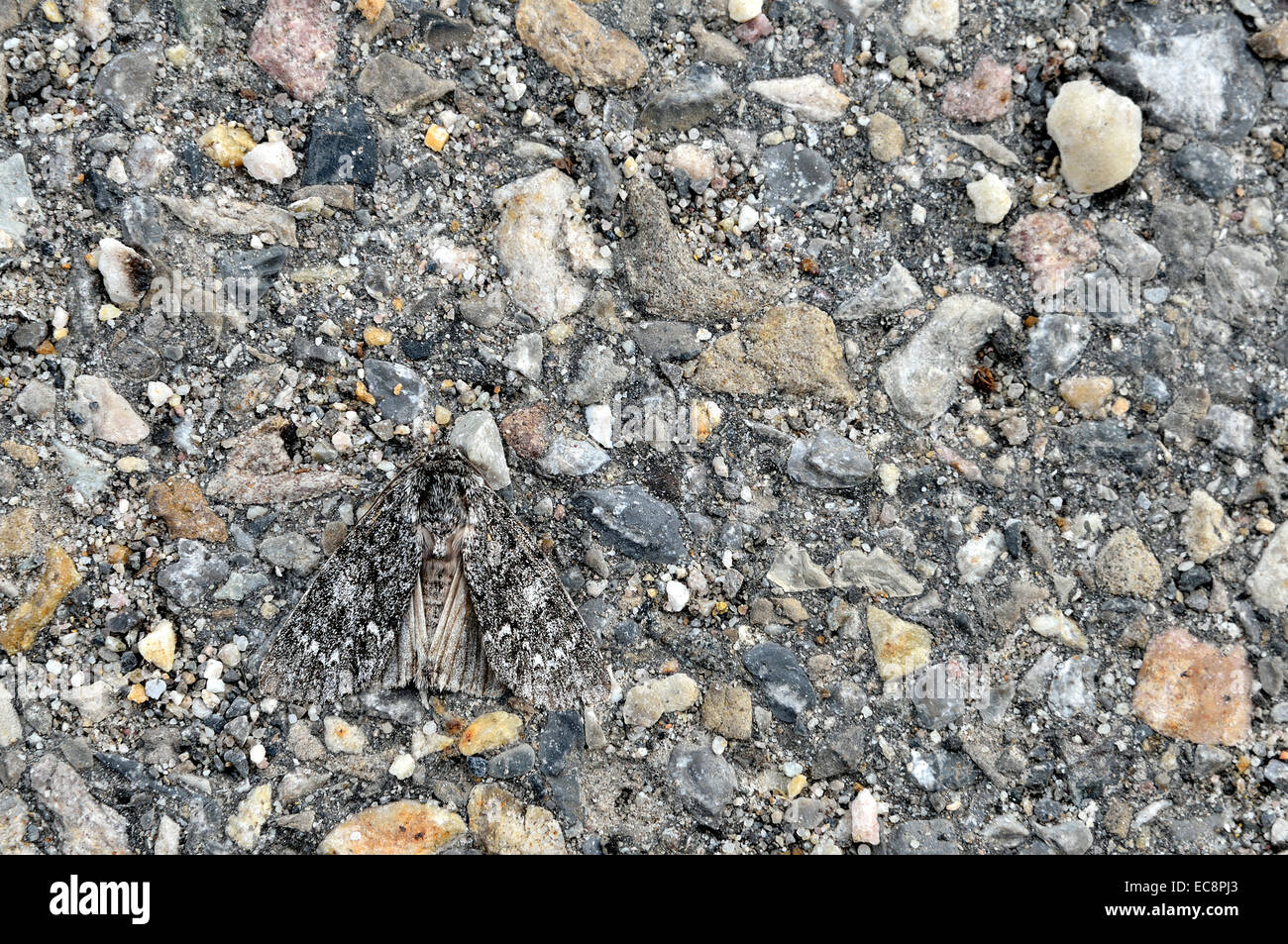 A grey and white moth (Subacronicta megacephala) camouflaged and ...