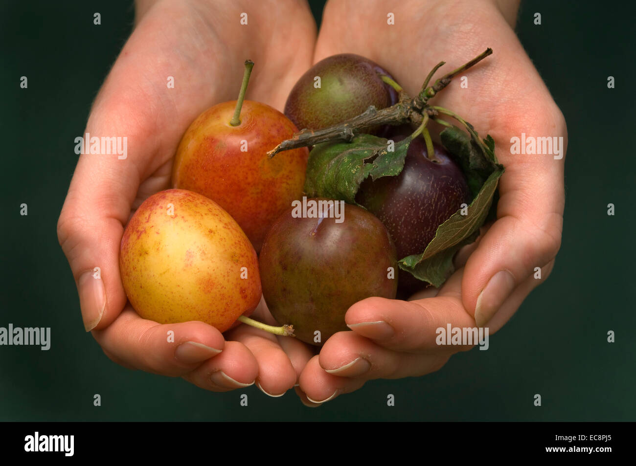 Selection of plums on traditional old kitchen scales hi-res stock ...
