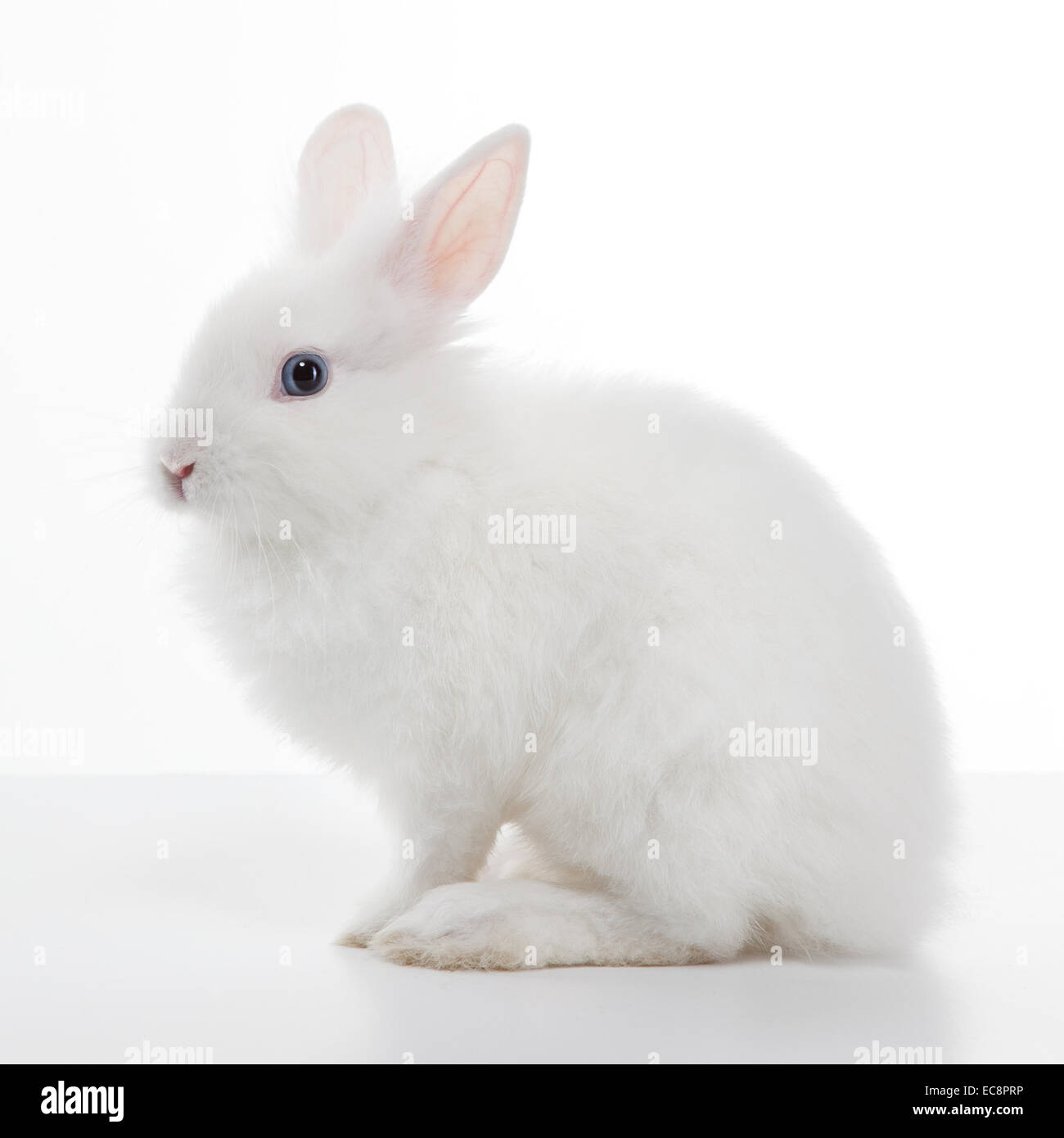 White rabbit isolated on white background Stock Photo - Alamy