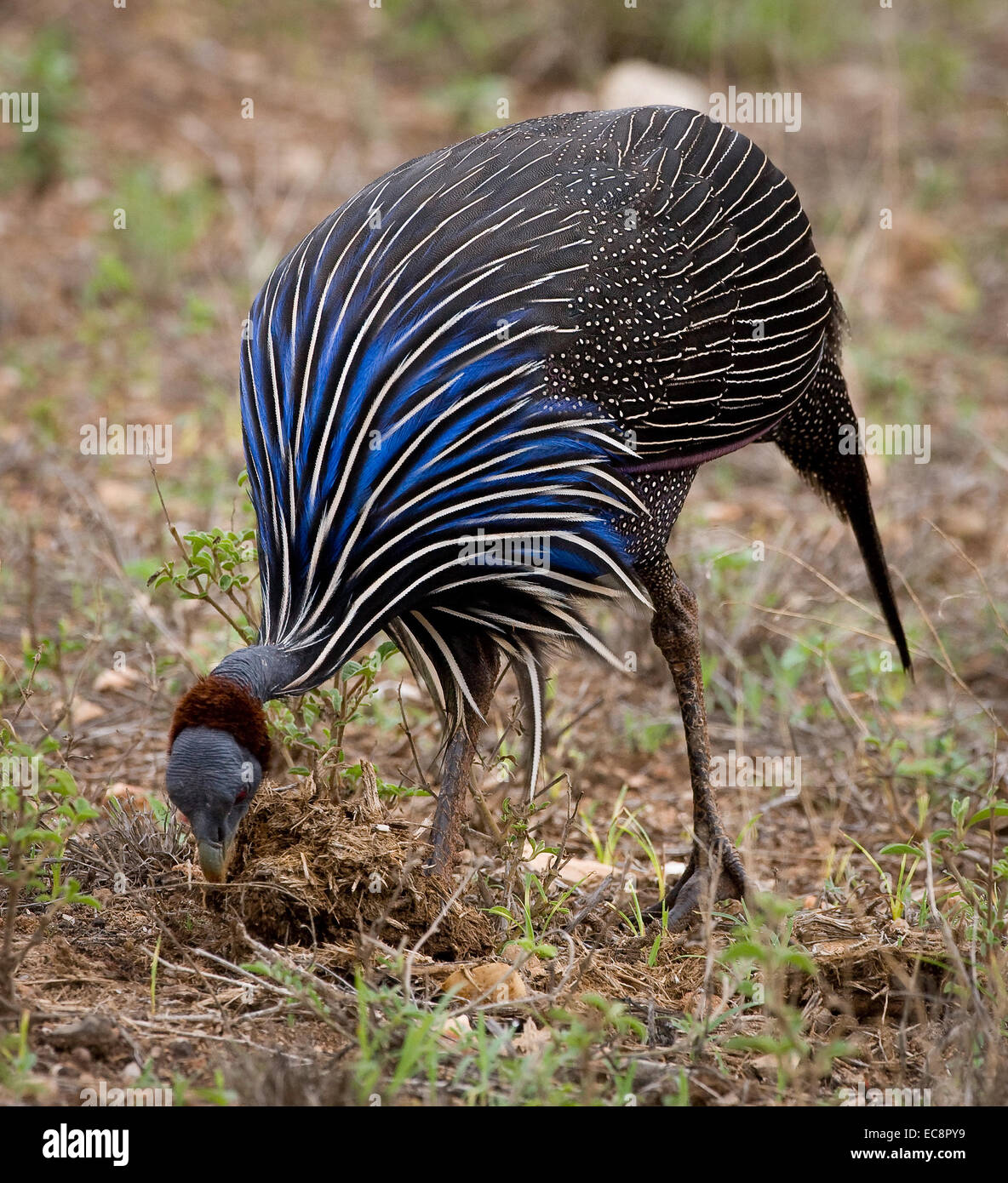 Vulturine hi-res stock photography and images - Alamy