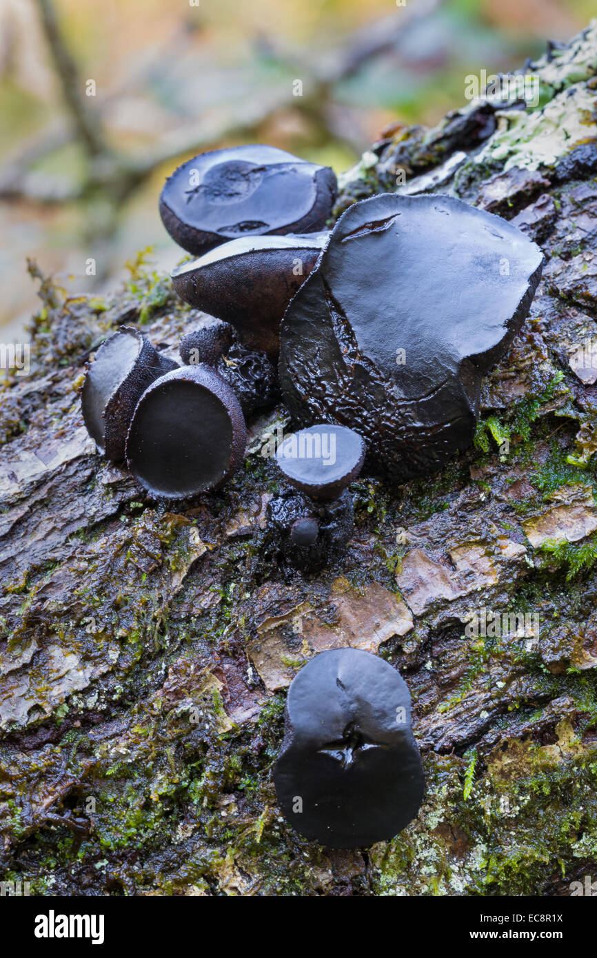 Black Bulgar fungus Bulgaria inquinans growing on fallen log in a Devon ...