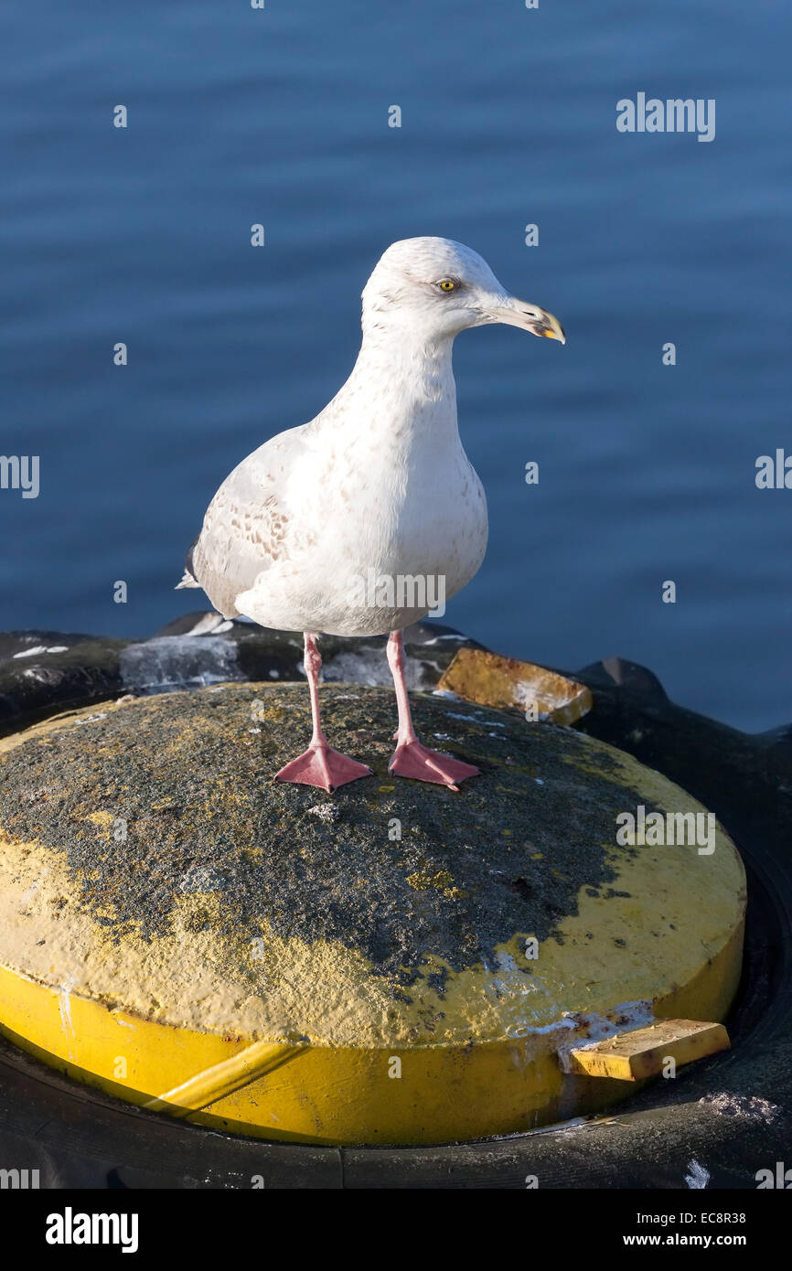 Stock photo of a seagull Stock Photo - Alamy