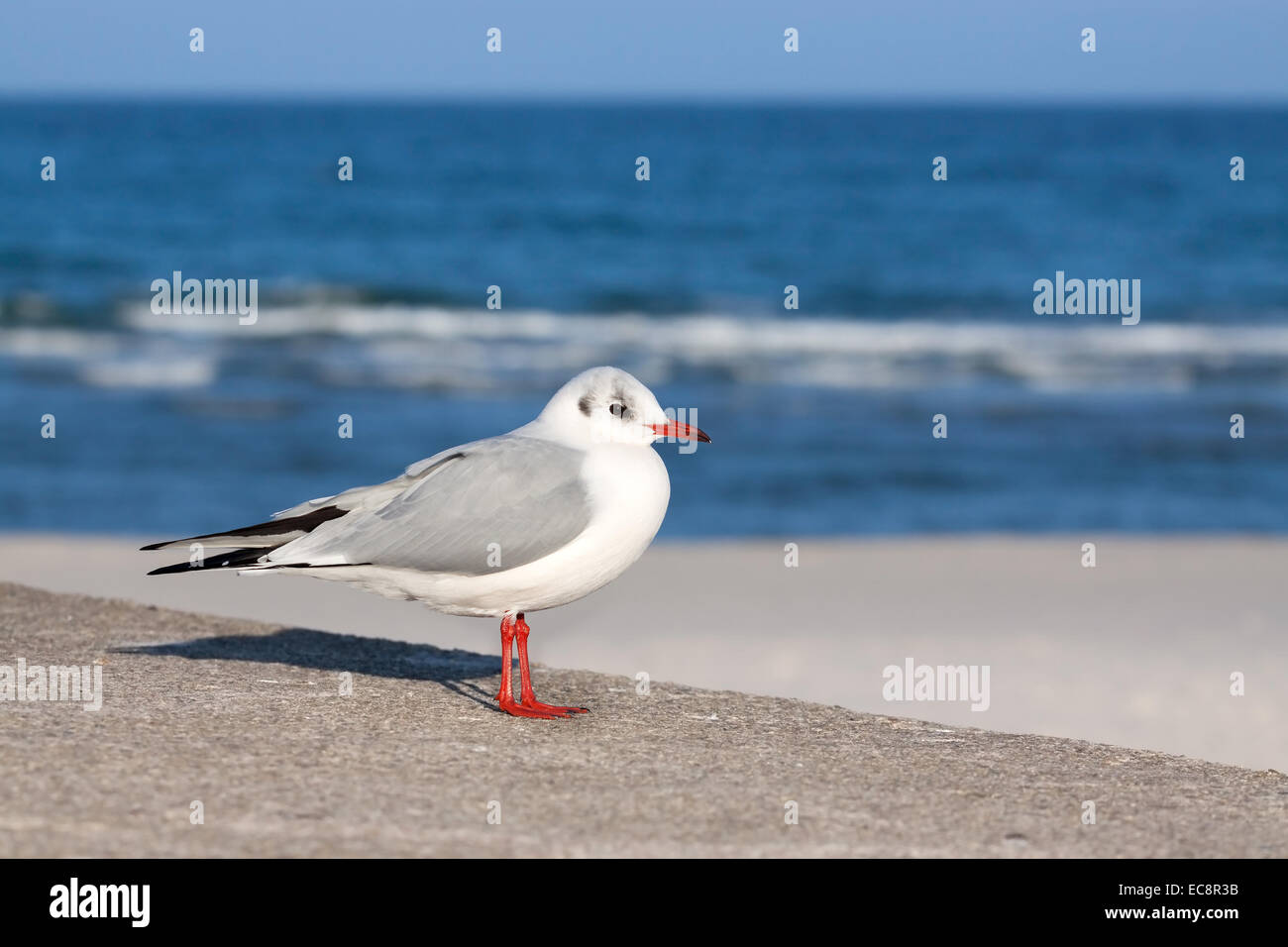 Stock photo of a seagull Stock Photo - Alamy
