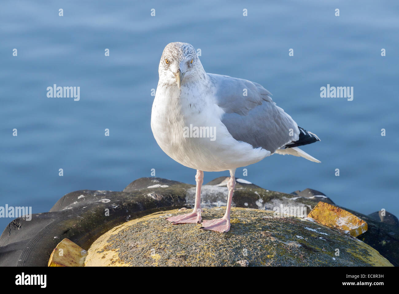Stock photo of a seagull in harbor Stock Photo - Alamy