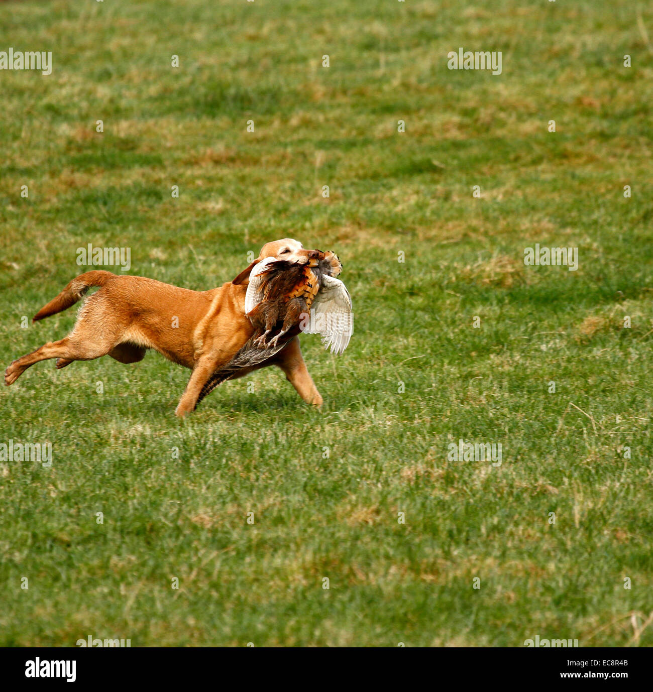 Black labrador gun dog retrieving a pheasant bird. These dogs are bred ...