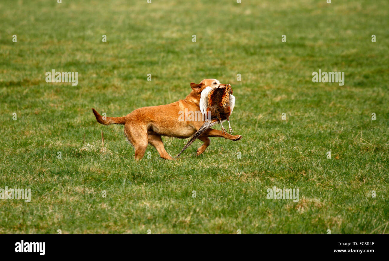 Red labrador gun dog retrieving a pheasant bird. These dogs are bred to ...