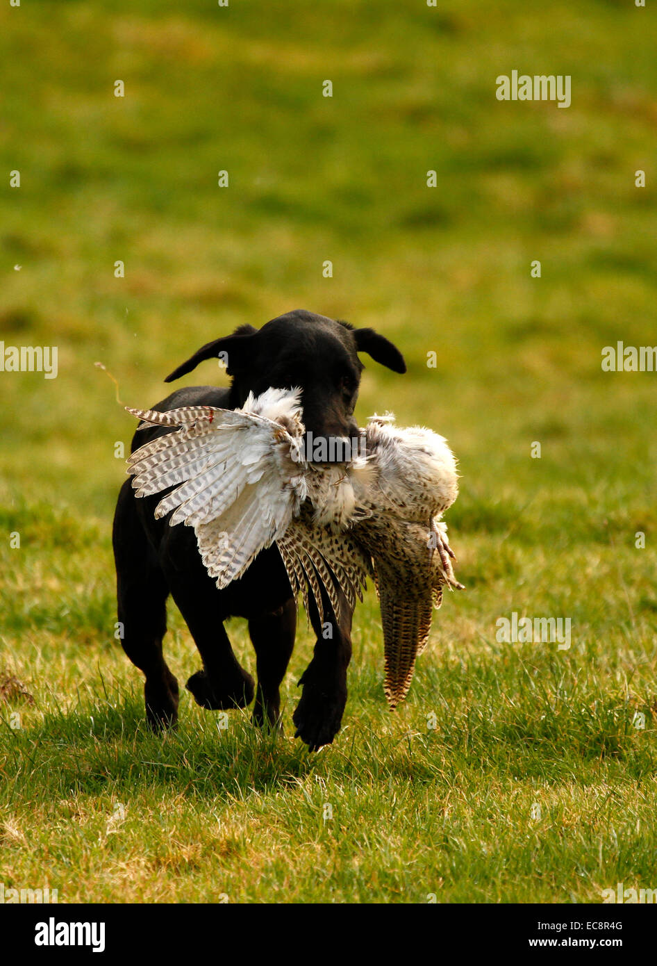 Black labrador gun dog retrieving a pheasant bird. These dogs are bred ...