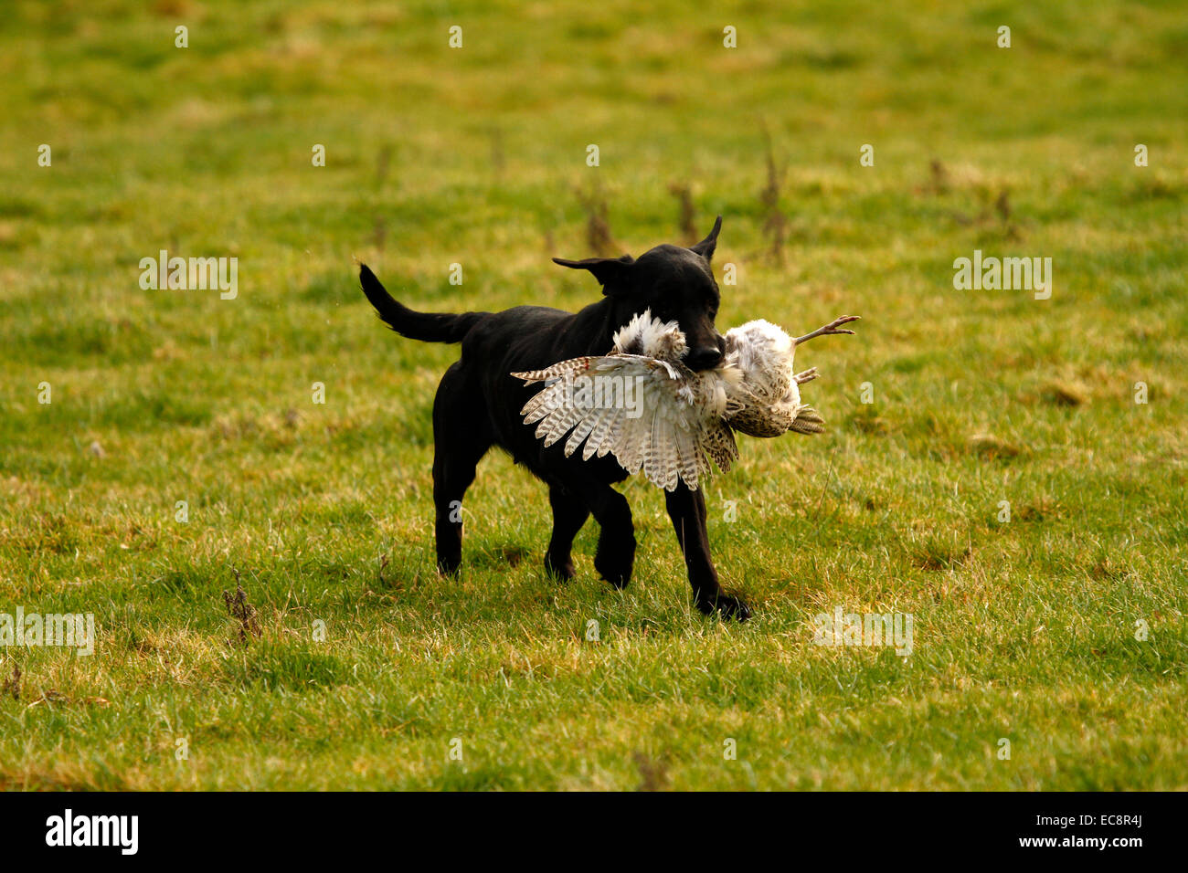 Black labrador gun dog retrieving a pheasant bird. These dogs are bred ...