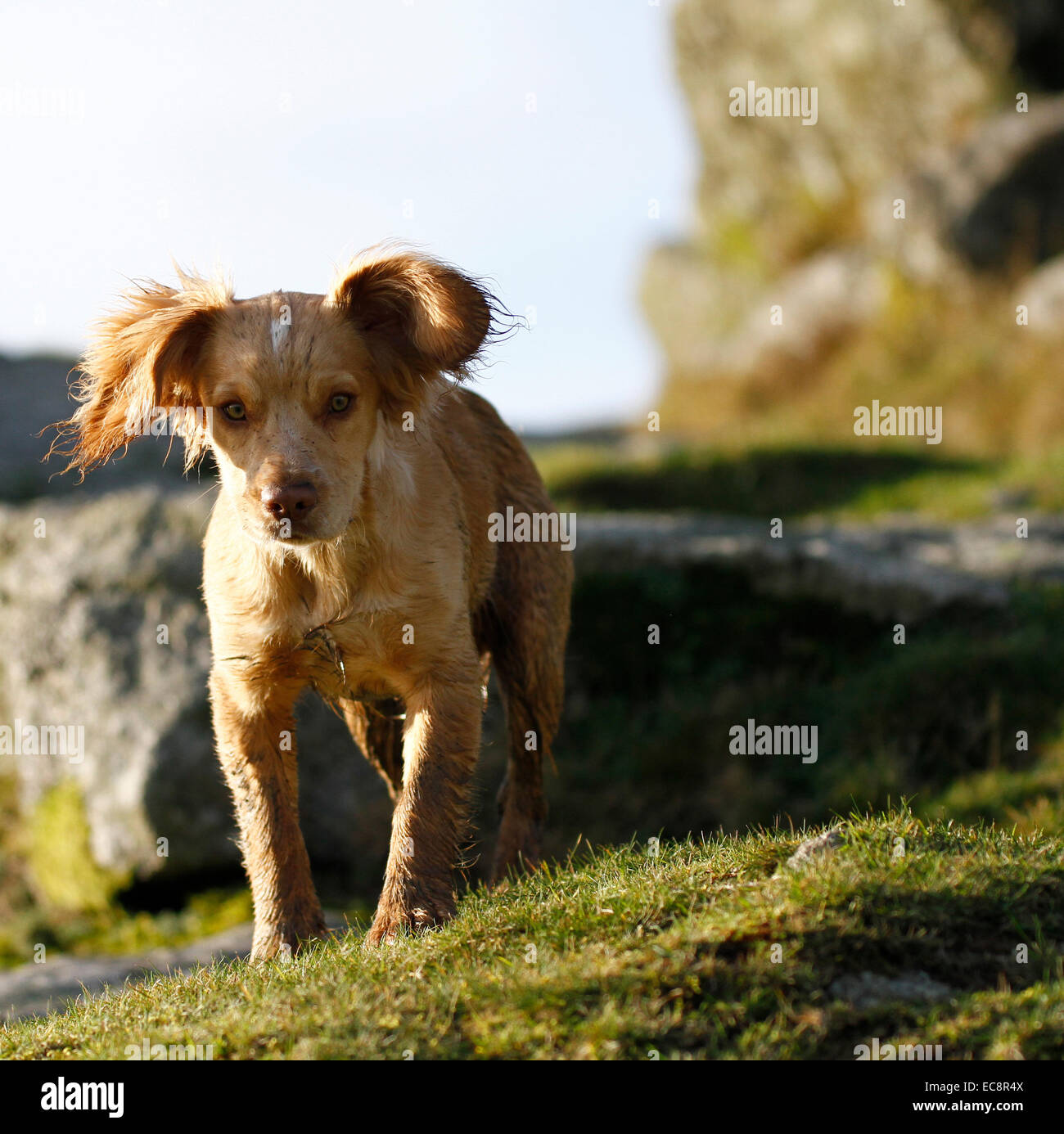 Spaniel running towards camera hi-res stock photography and images - Alamy