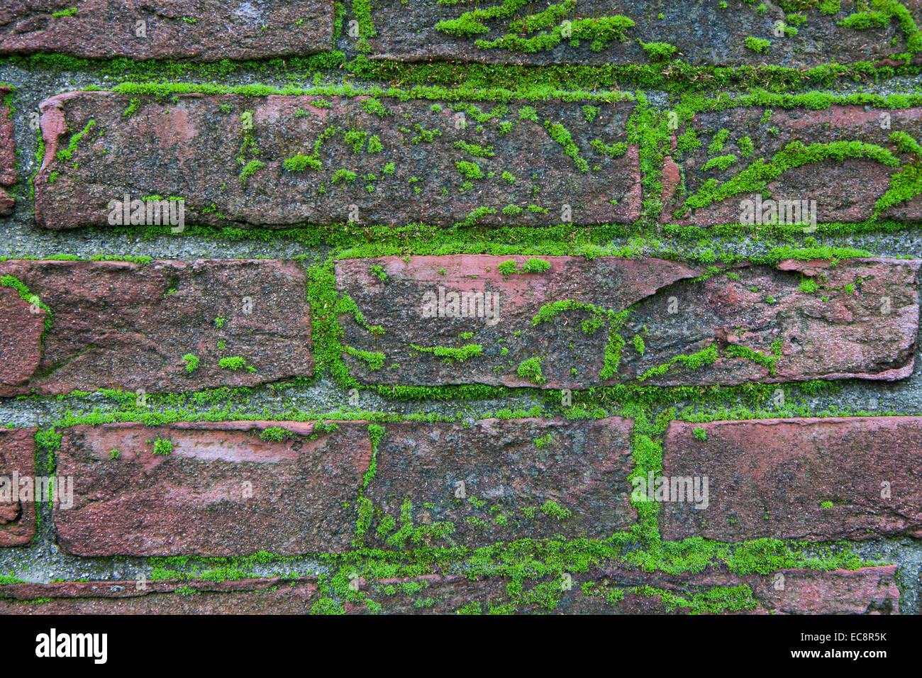 Brick wall with moss growing out of it Stock Photo - Alamy
