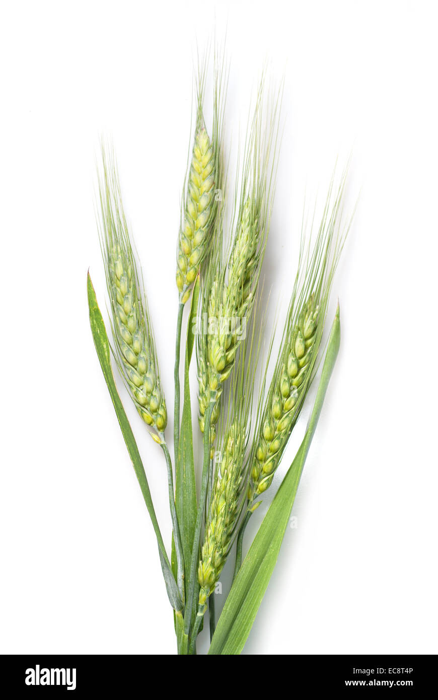 green wheat isolated on white Stock Photo - Alamy