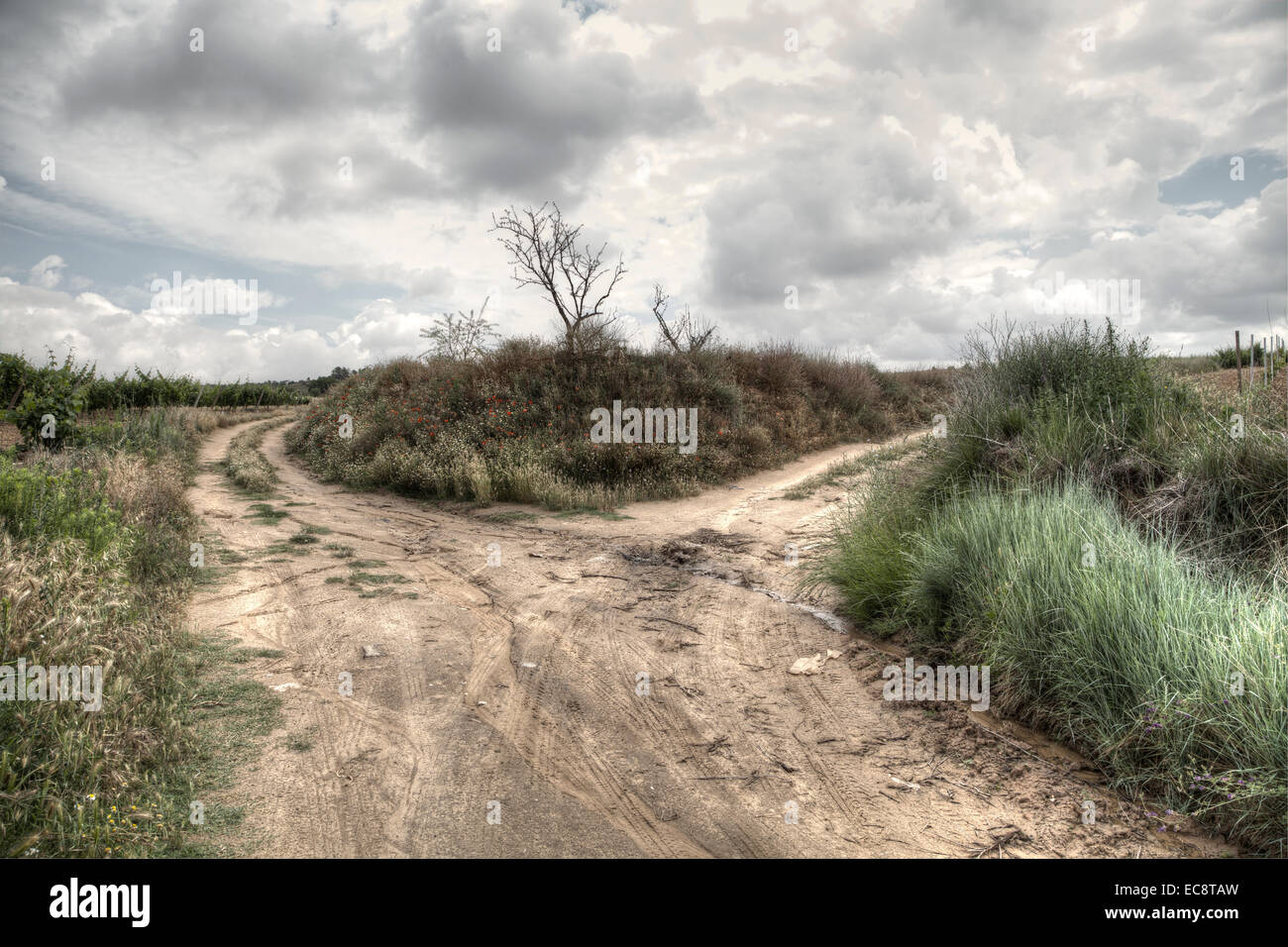 Path divided in two smaller ones Stock Photo - Alamy
