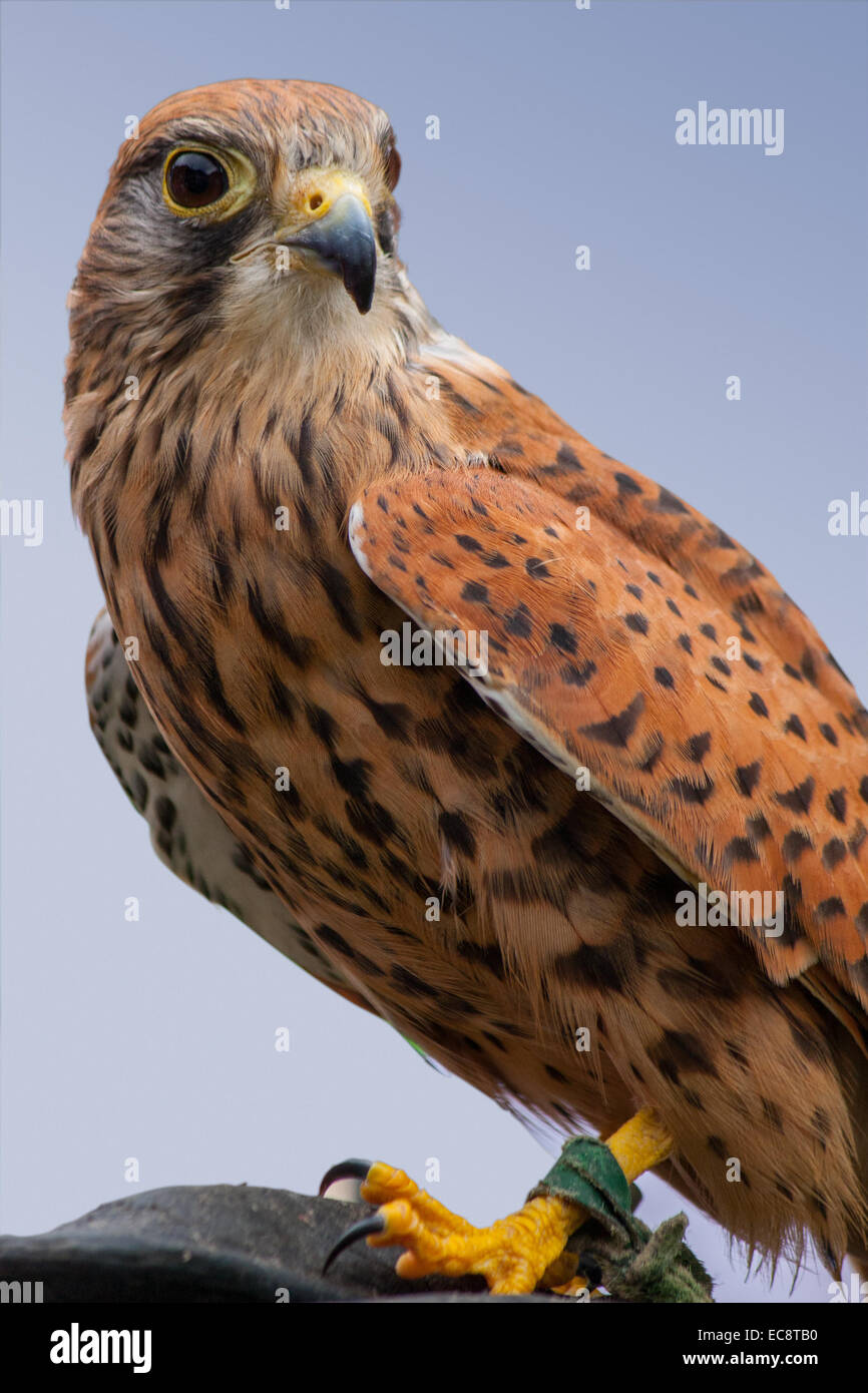 Close up falcon hi-res stock photography and images - Alamy