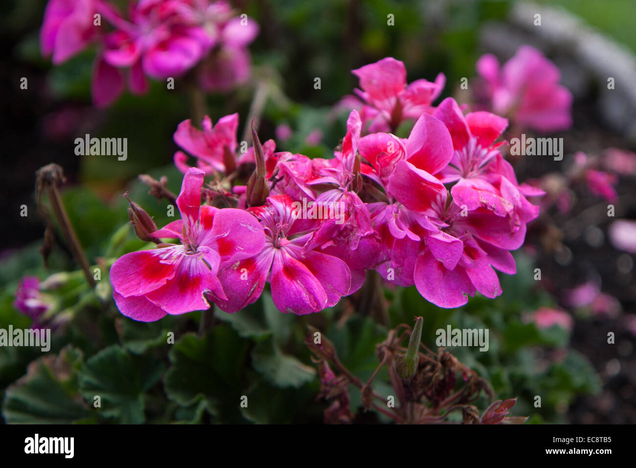 Bicolor rose geranium hi-res stock photography and images - Alamy