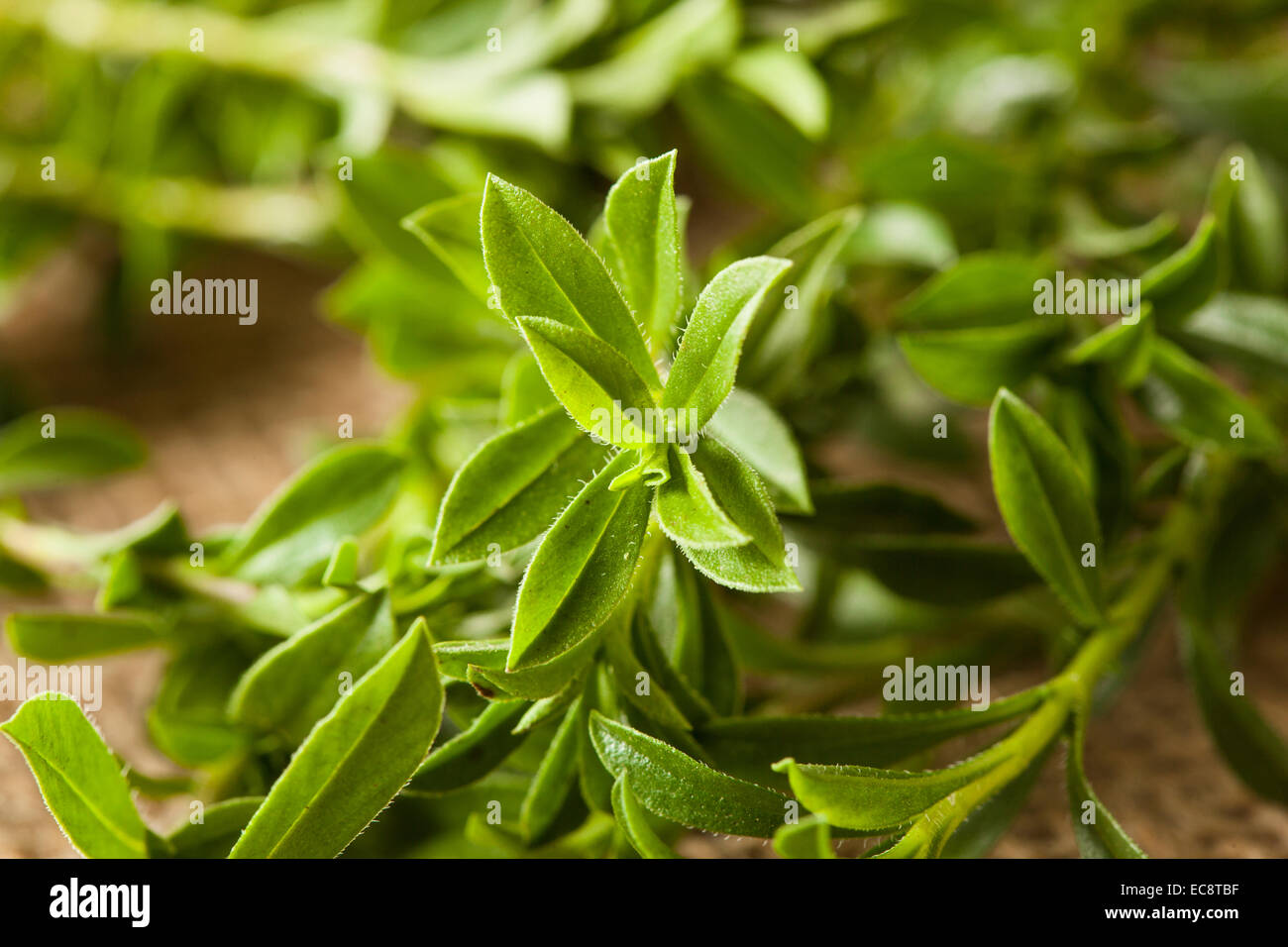 Raw Organic Green Savory Herb in a Bunch Stock Photo - Alamy