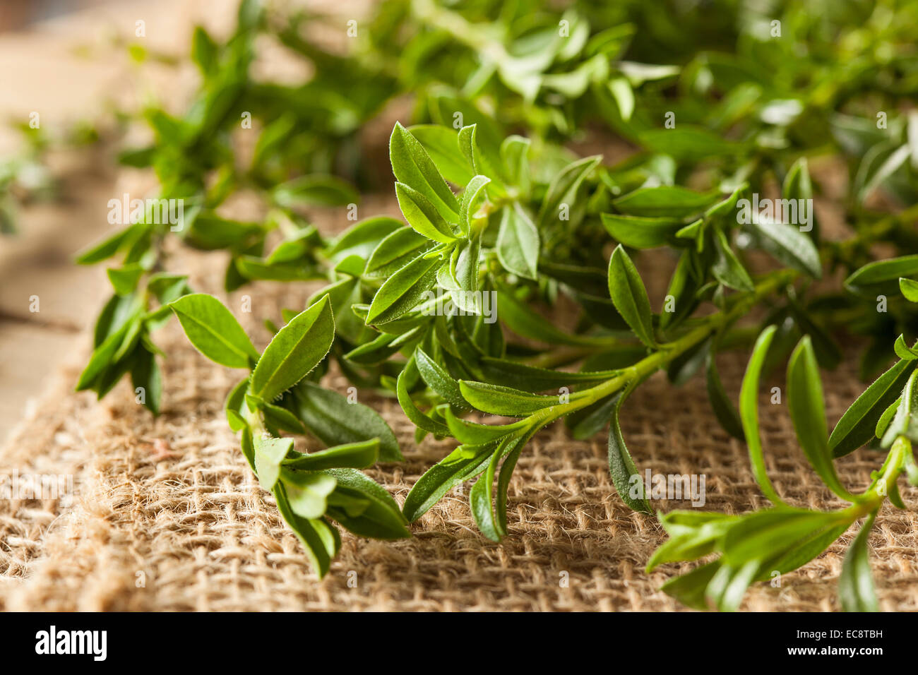 Raw Organic Green Savory Herb in a Bunch Stock Photo - Alamy
