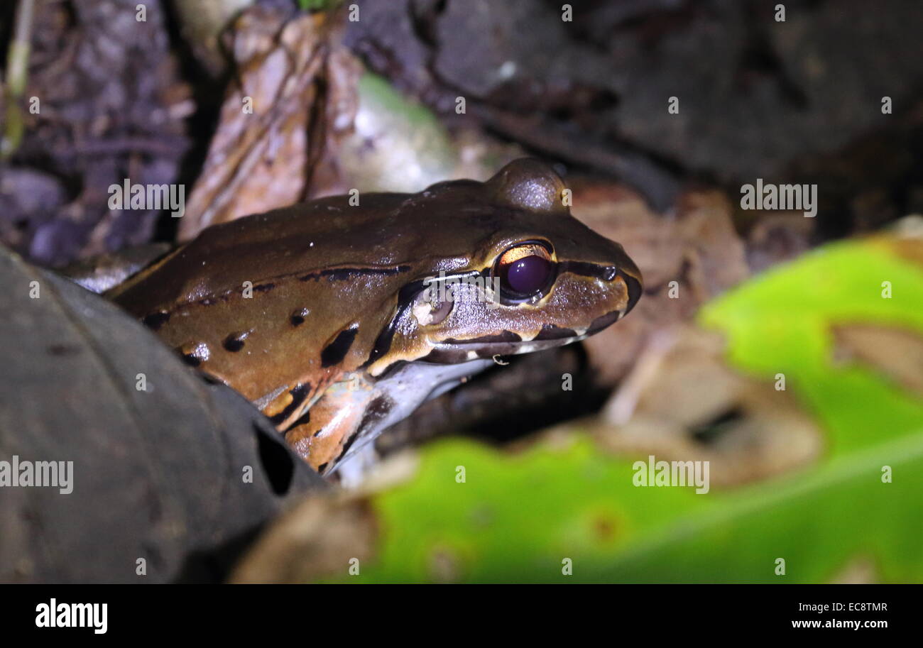 A brown Bolivian toad-frog. Manuel Antonio, Costa Rica Stock Photo - Alamy