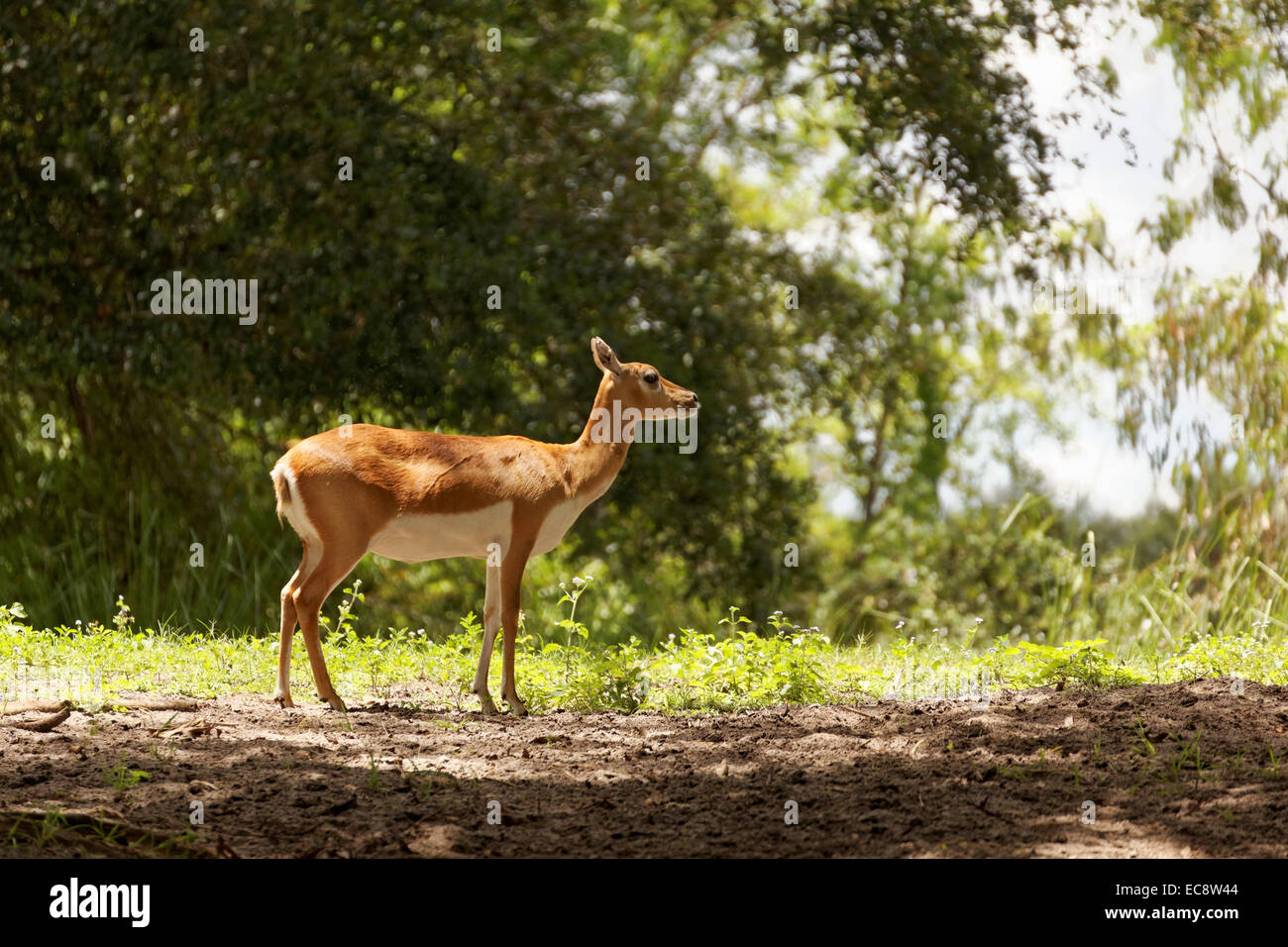 Blackbuck antelope hi-res stock photography and images - Alamy