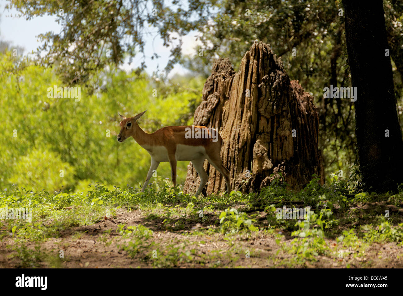 Black buck antelope hi-res stock photography and images - Alamy