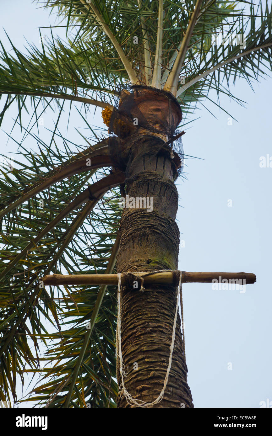 Collecting date palm hi-res stock photography and images - Alamy