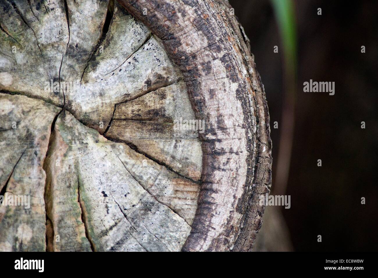 A close up view of a cut aged tree trunk Stock Photo - Alamy