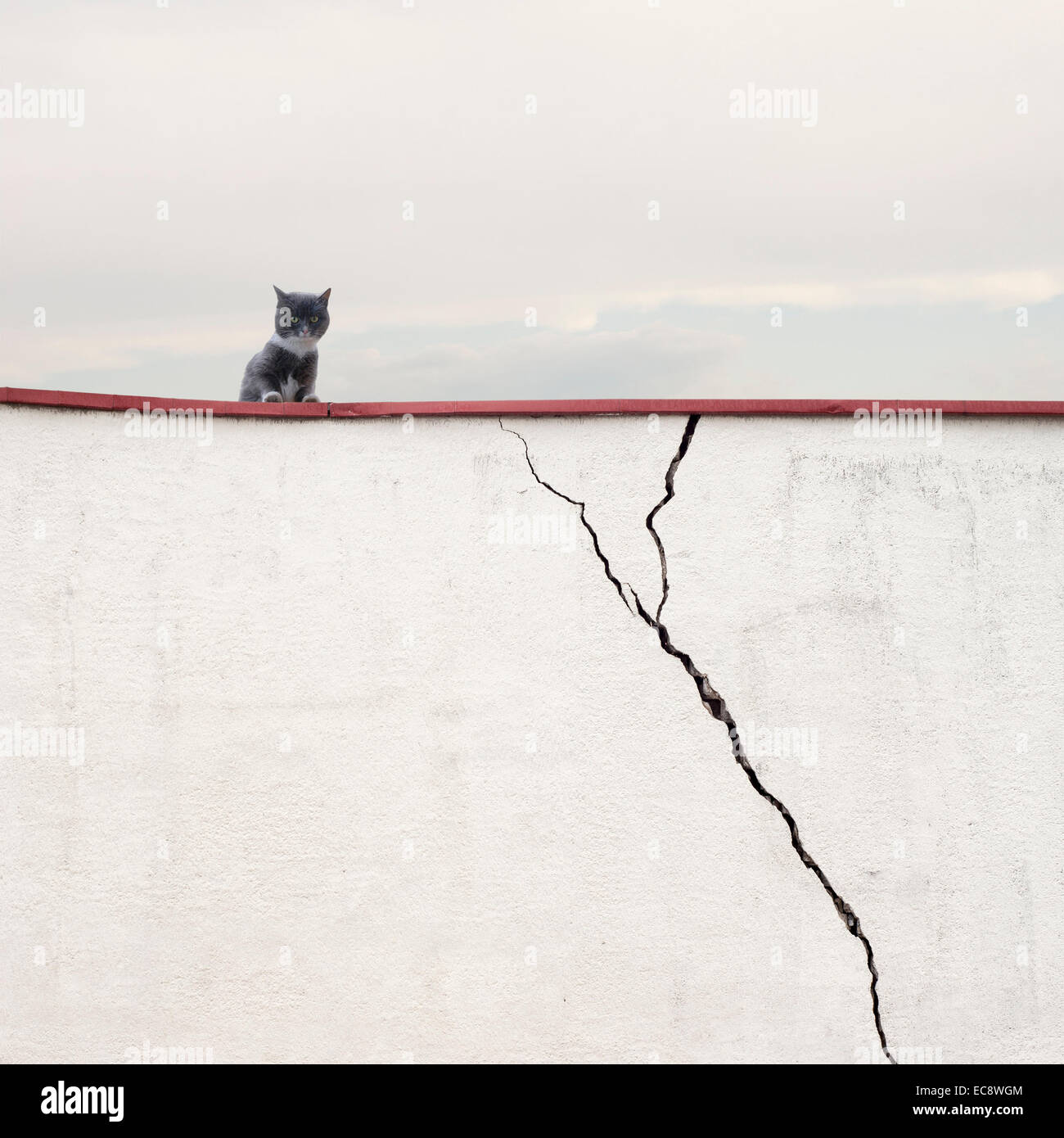 Cat sitting on the wall Stock Photo - Alamy